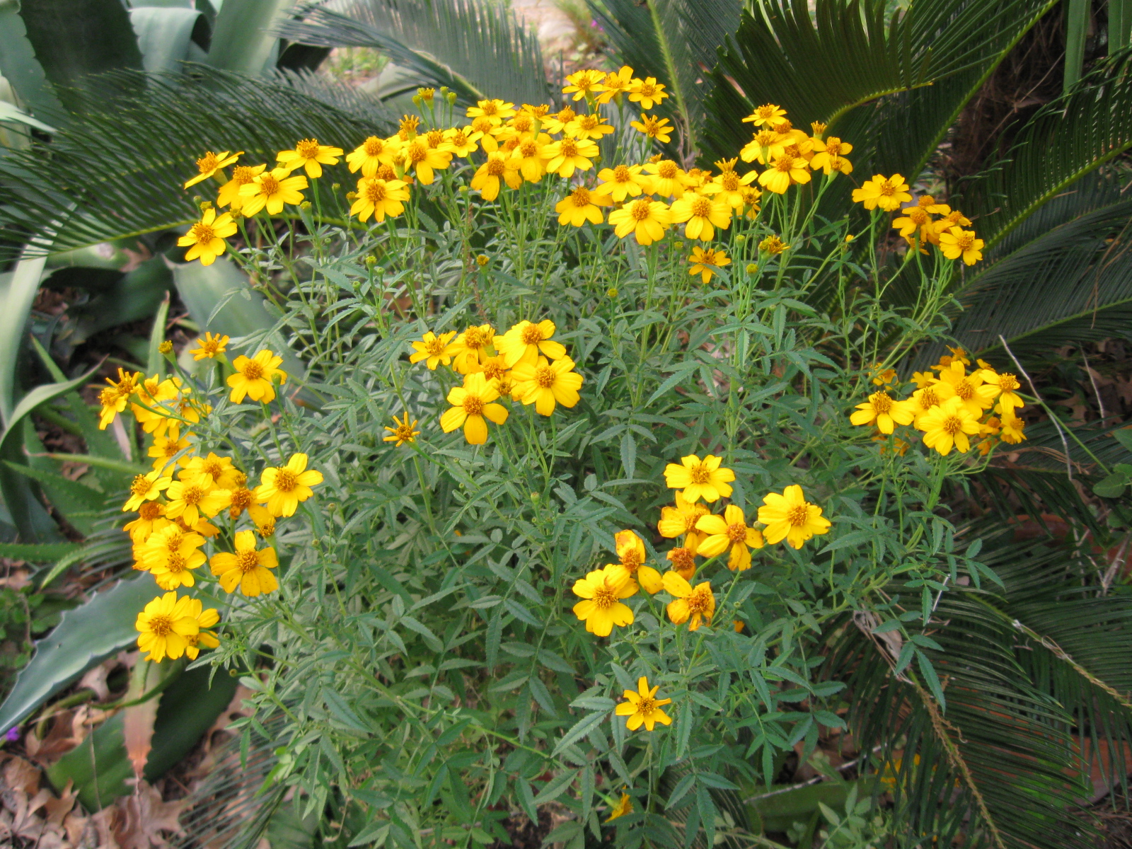 Tropical Texana: WELCOME....COME IN AND VISIT!