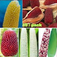 MACAM - MACAM JENIS JAGUNG - DUNIA TANAMAN HIAS