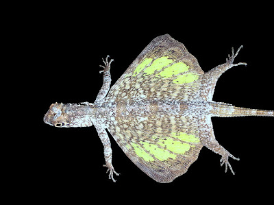 Real Monstrosities: It'a Bird! It's a Plane! It's a... Frog?