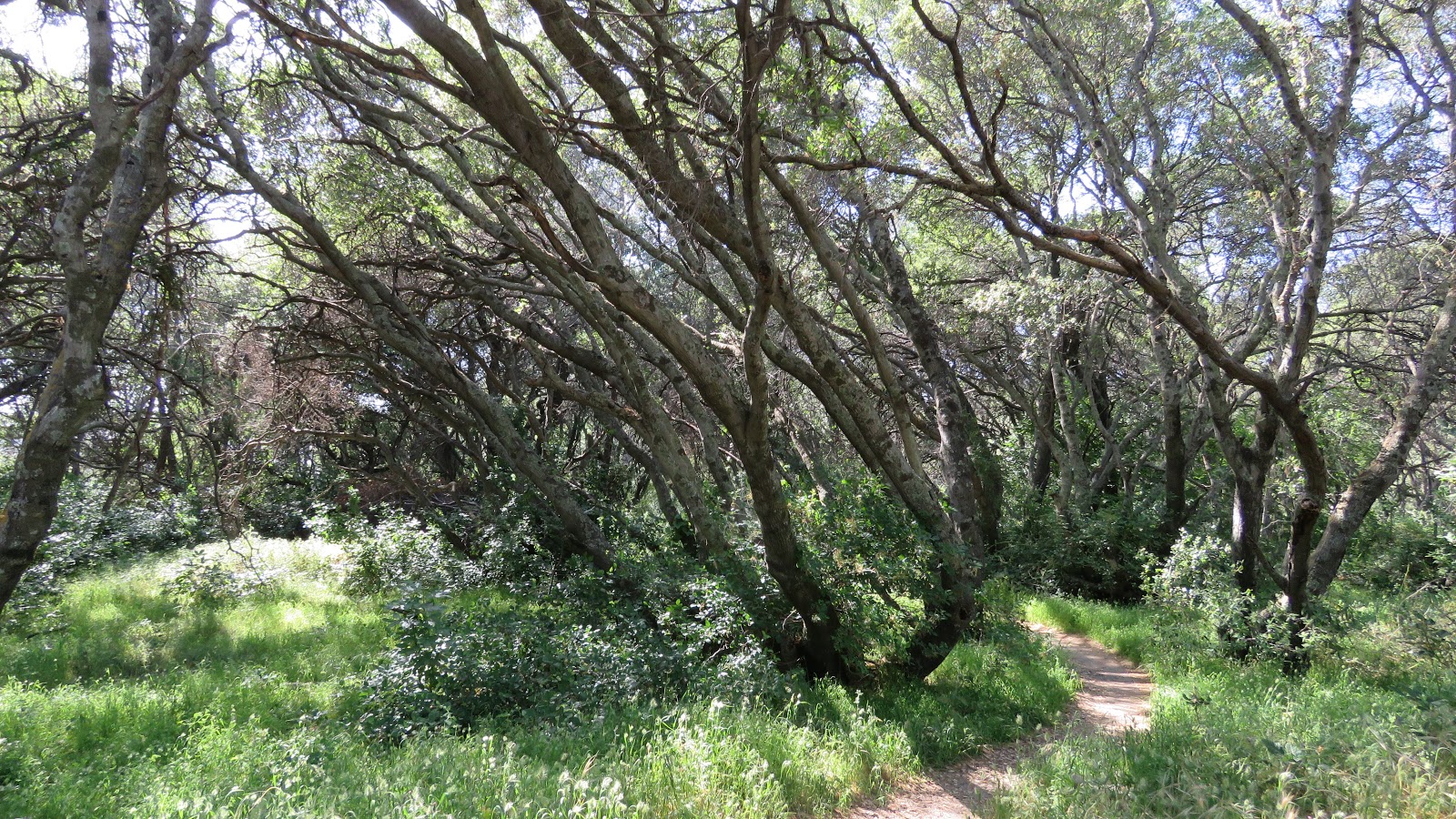 Rolling in an RV - Wheelchair Traveling......: Folsom Lake SRA-Beals ...