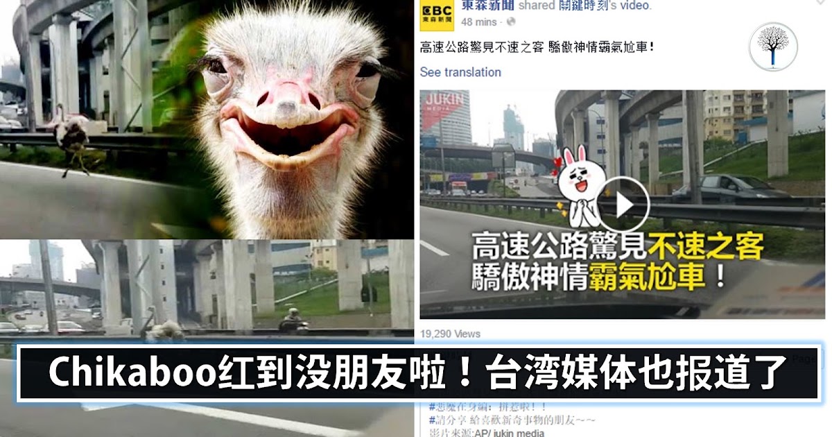 Chickaboo红到没朋友啦！台湾媒体也报道! - Leesharing