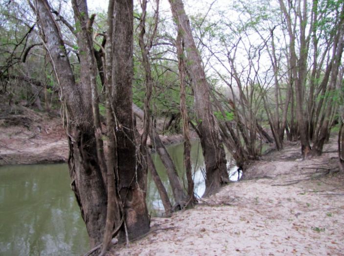 H-Town-West Photo Blog: Buffalo Bayou Flora in Spring (photos from the ...