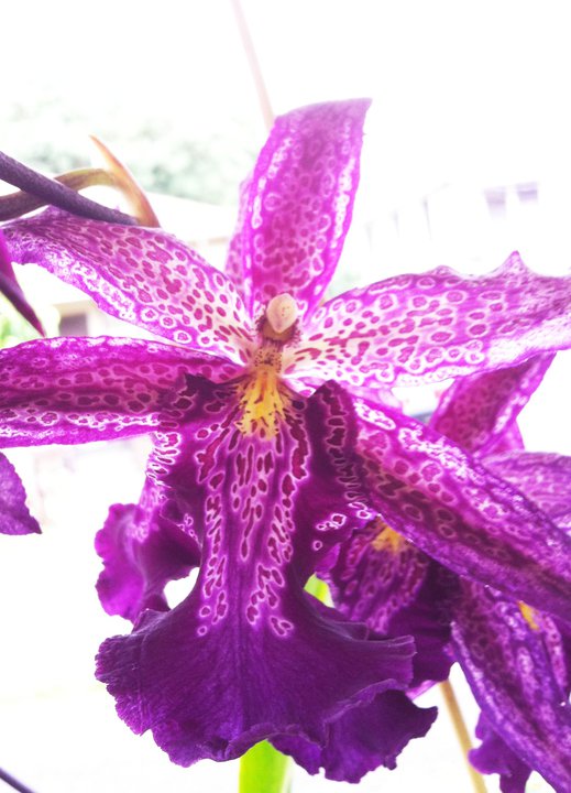 Orchid Review