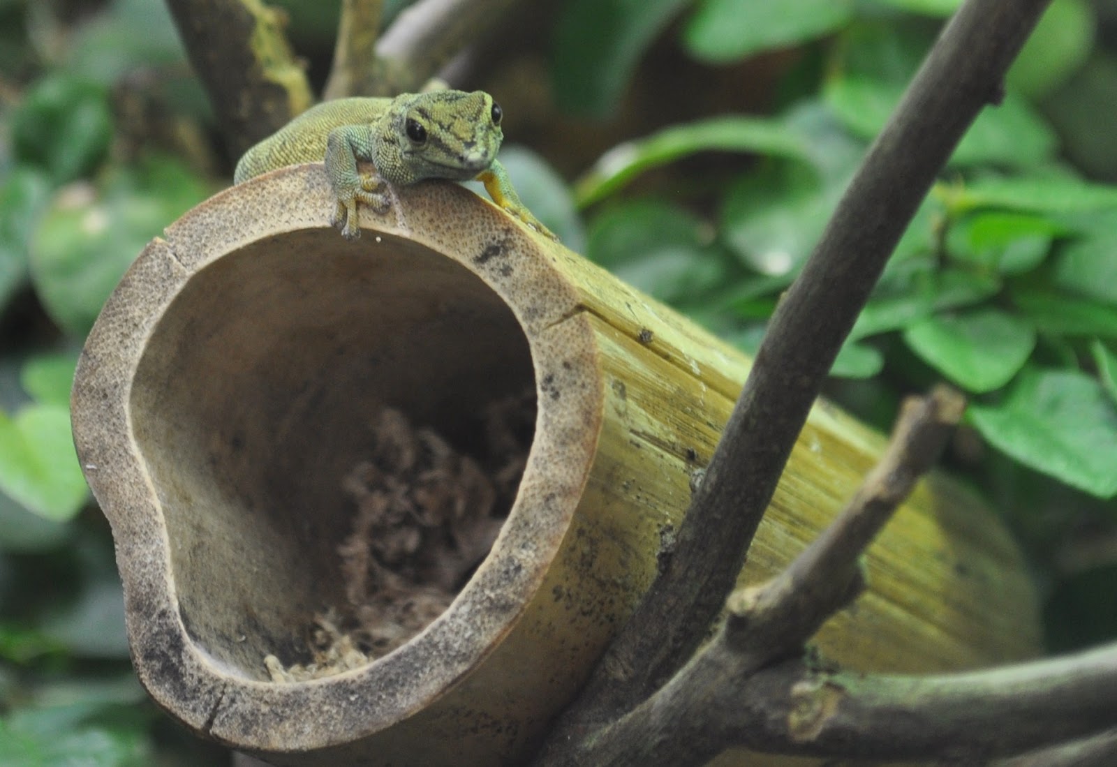 ZOOTOGRAFIANDO (6.100 ANIMALS): GECKO AZUL ENANO / WILLIAMS ELECTRIC ...
