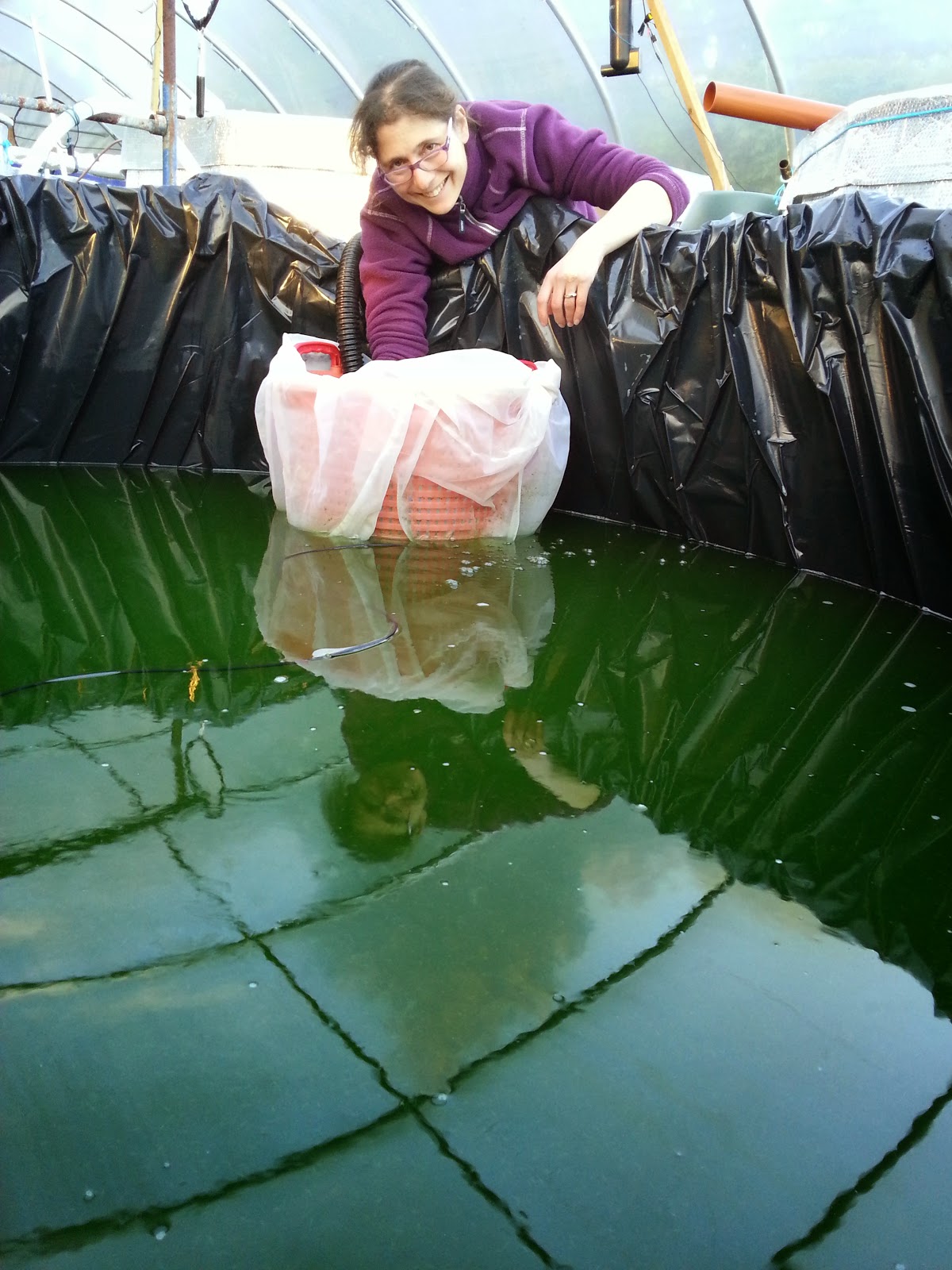 Mid May, and 2 good spawnings out in the fry ponds – Byer Koi Farm