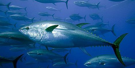 El ojo del buitre: Peces - Atún (Thunnus)