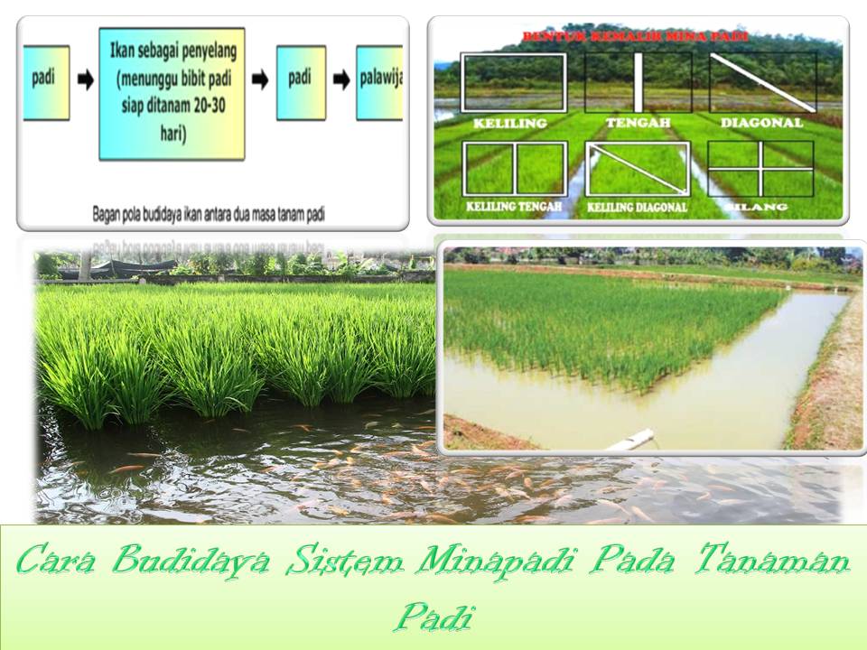 Cara Budidaya Sistem Minapadi Pada Tanaman Padi - Jual Karung Beras Murah