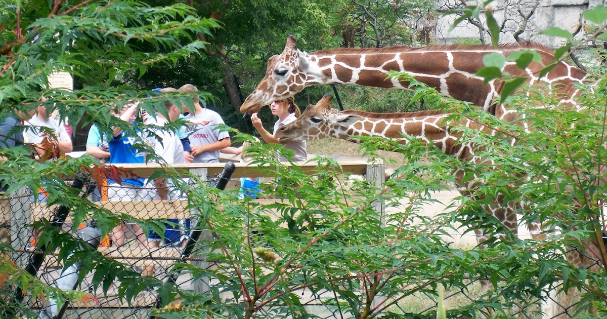 View From The Porch: Danger! Giraffles!