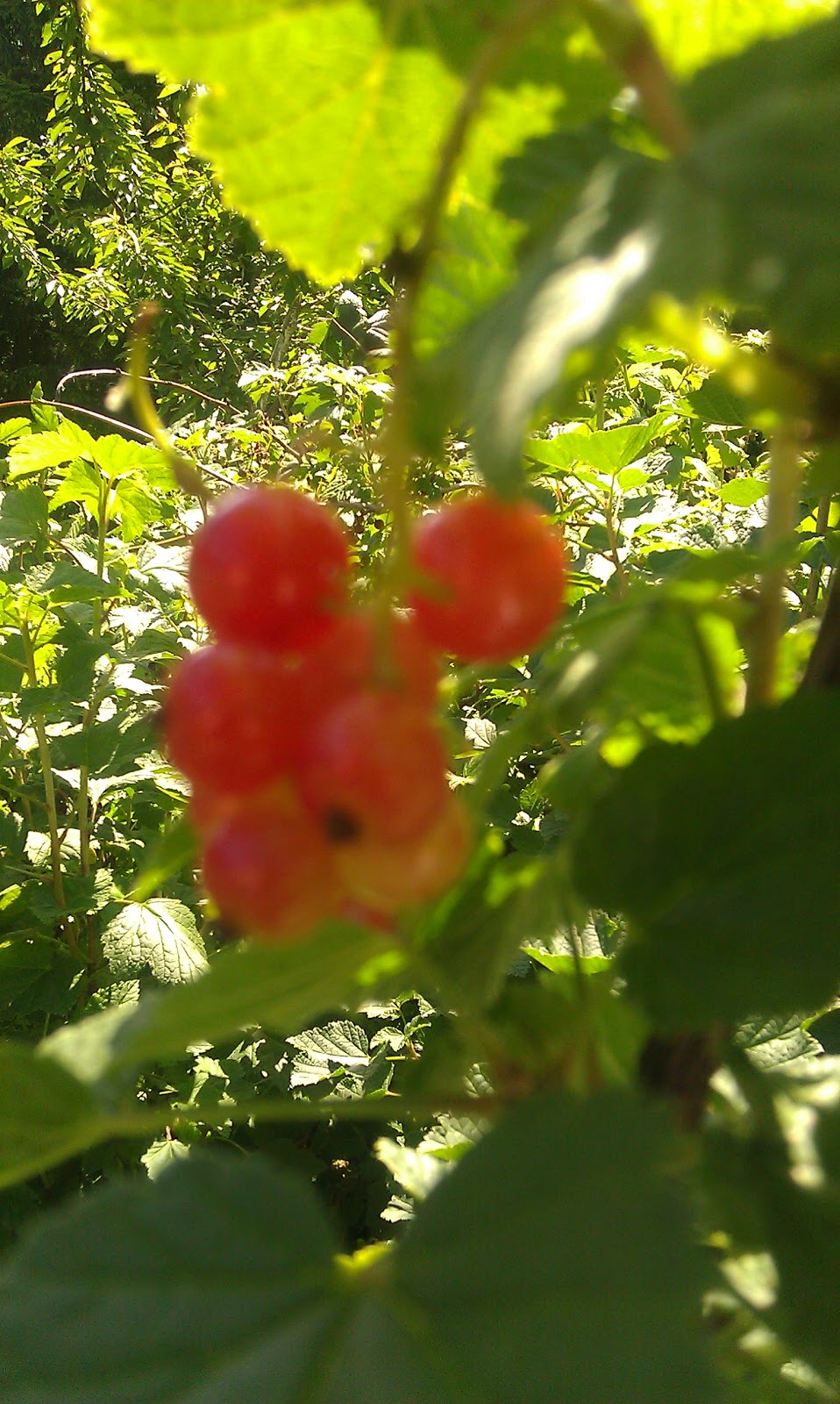 Red Currant ~ Garden and Flowers