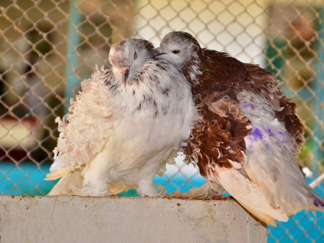 POMBO-CACHEADO (frillbacks)