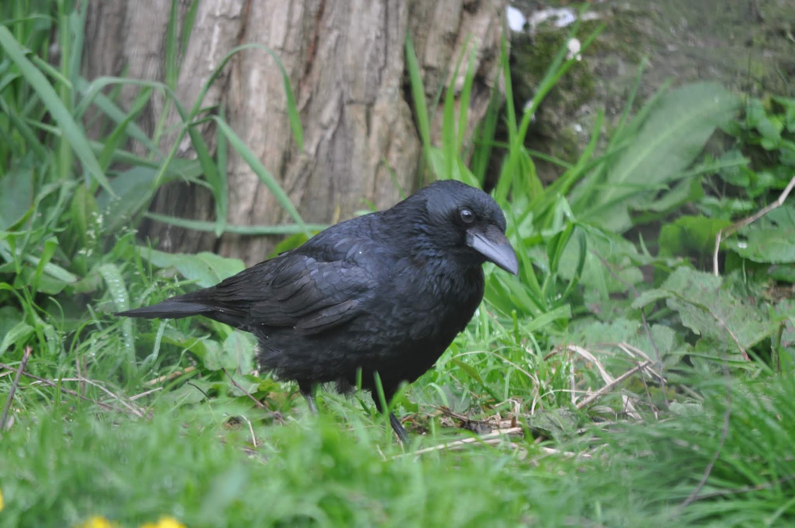 ZOOTOGRAFIANDO (6.096 ANIMALS): CORNEJA NEGRA / CARRION CROW (Corvus ...