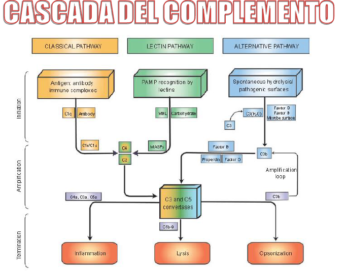 INTRODUCCIÓN A LA MEDICINA: SISTEMA DEL COMPLEMENTO, VÍA ALTERNATIVA Y VÍA DE LA LECTINA ...