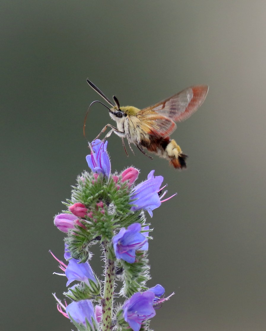 Wildwings and Wanderings: East Anglia: Wildflowers and Insects