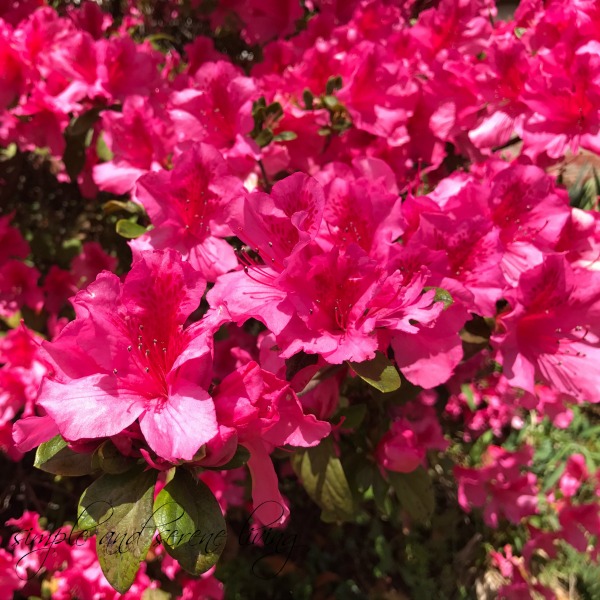 Simple and Serene Living: WHERE DID SPRING GO?