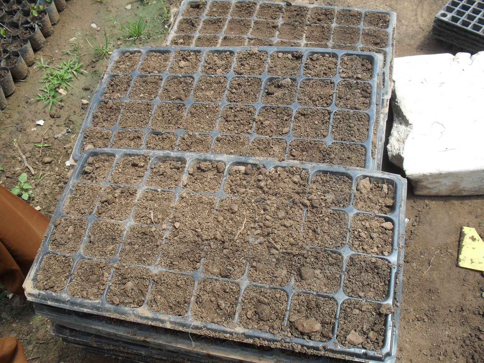 Nursery raising and management for vegetable crops - General Agriculture