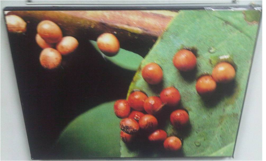 sakura: LAWATAN KE TAMAN RAMA - RAMA