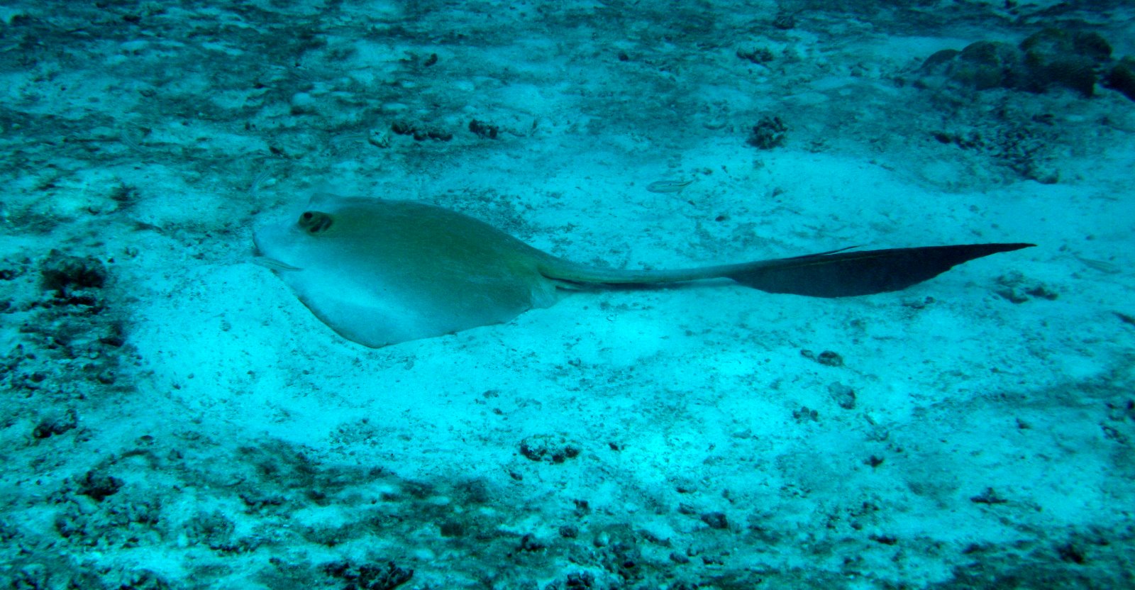 roberto piazza immersioni nel mondo: Pastinachus sephen,Pastinaca coda ...