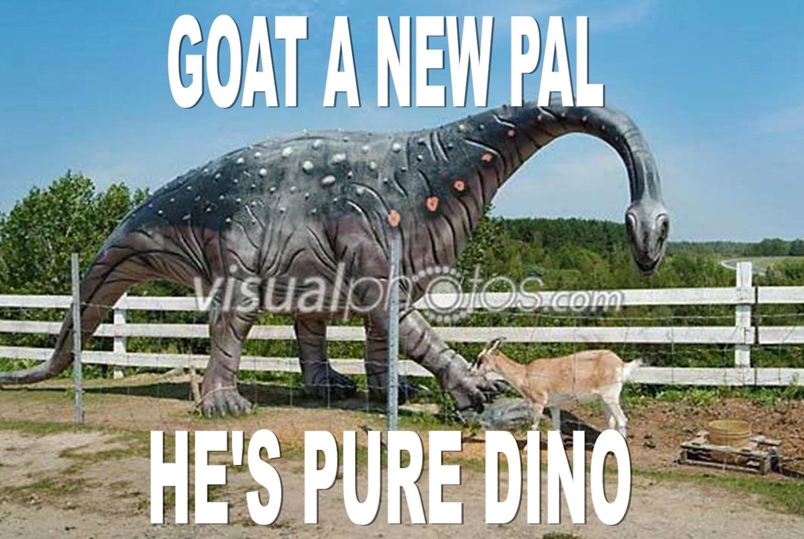 the wee apple: Goat tae mention the goats!