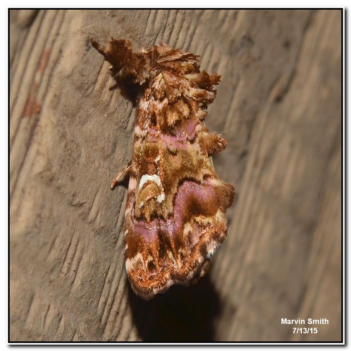 Nature in the Ozarks: Pink-Shaded Fern Moth (Callopistria mollissima ...
