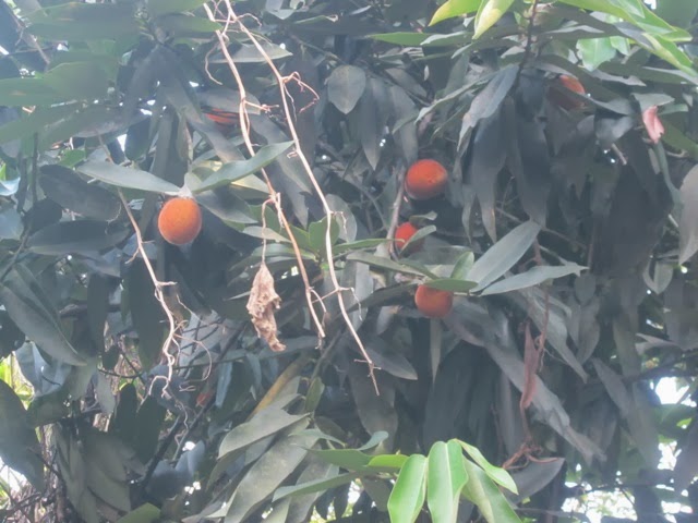 M Tech Images: Mabolo Fruit (മബോളോ) - Velvet Apple