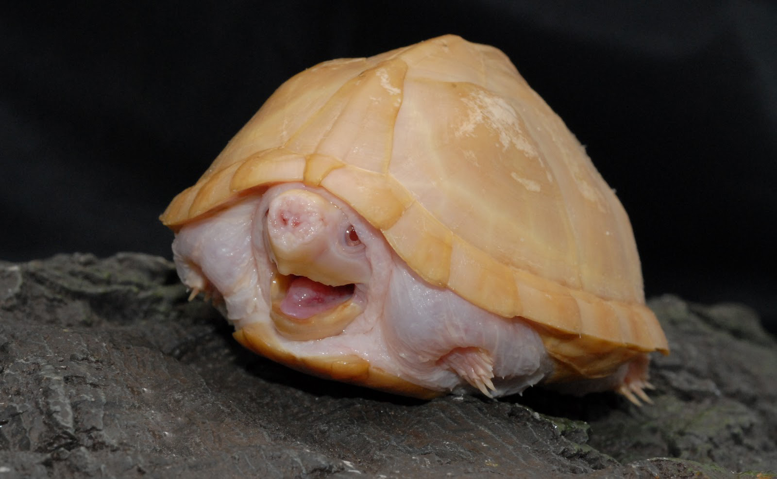 Albino Musk Turtle - Reptiles World