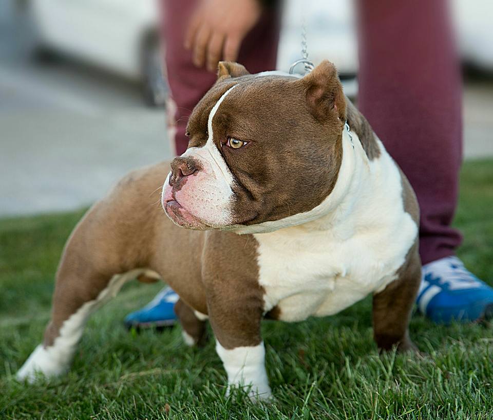 Cria y Seleccion del American Bully: Machos