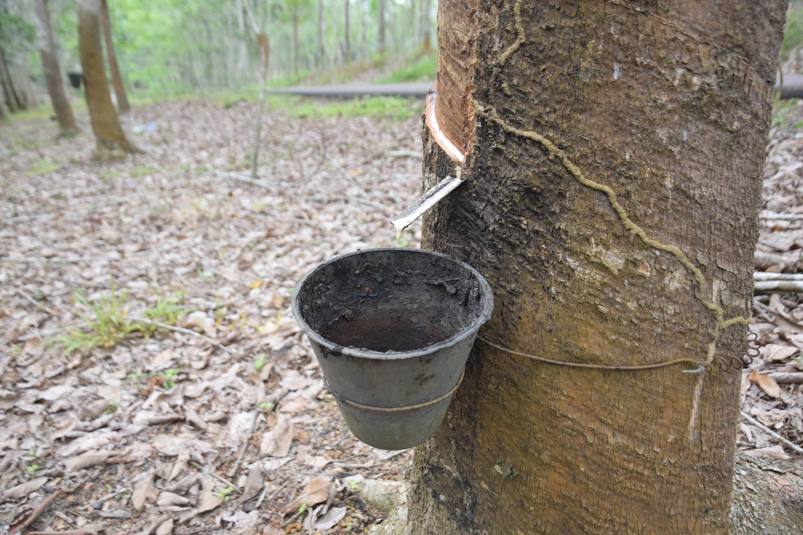 Ladang Getah, Segamat