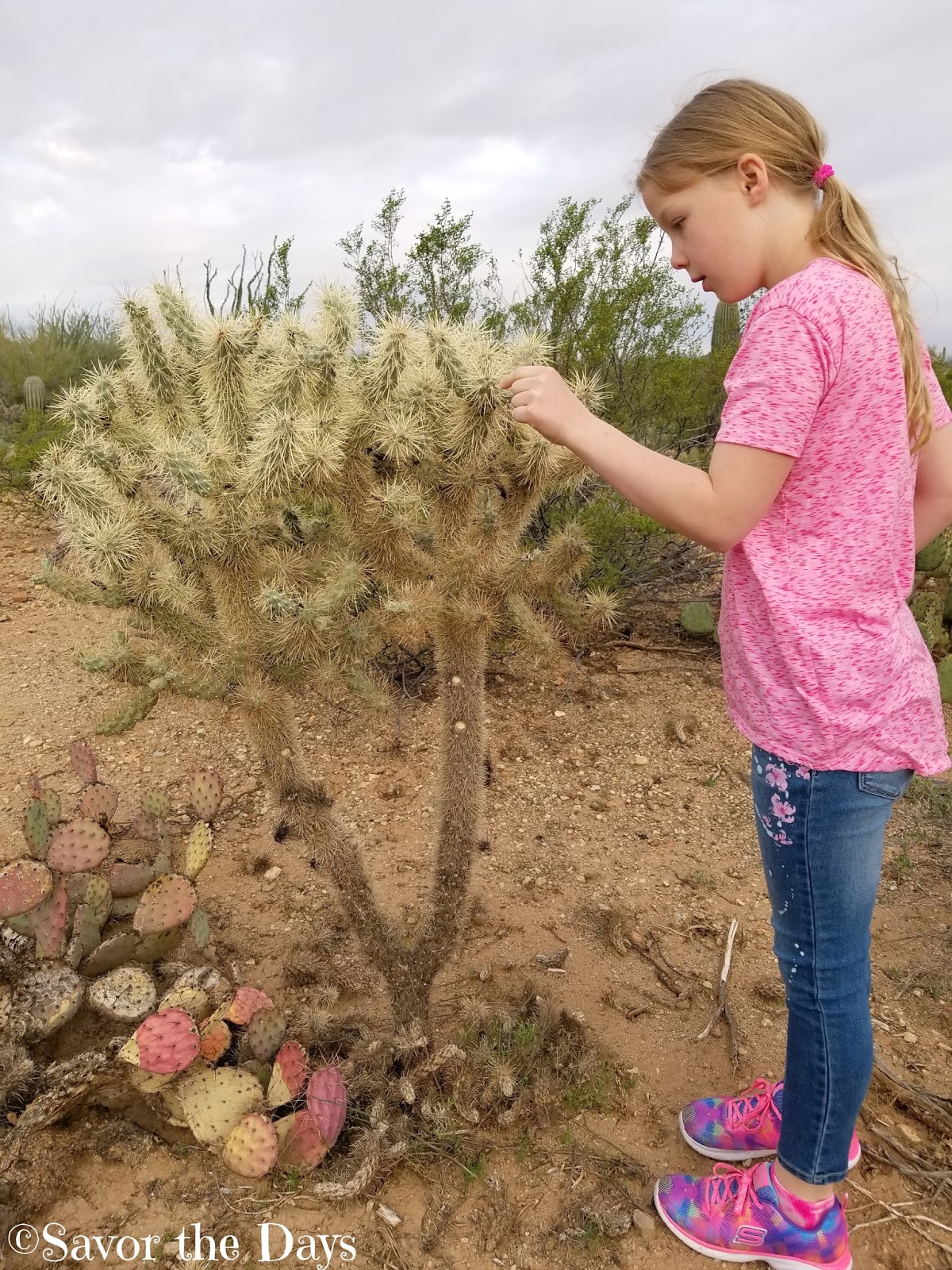 Cholla Cactus Stuck