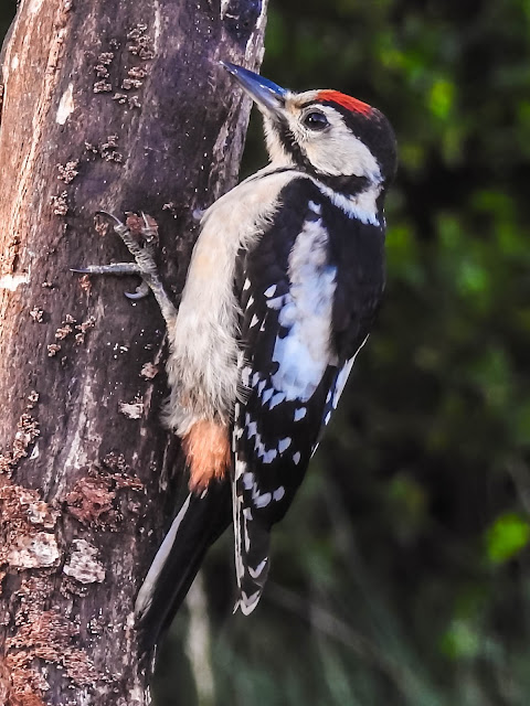 AVES DEL CIELO - BIRDS OF HEAVEN: Pico picapinos (Dendrocopos major ...