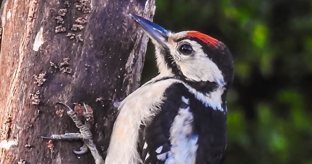 AVES DEL CIELO - BIRDS OF HEAVEN: Pico picapinos (Dendrocopos major ...