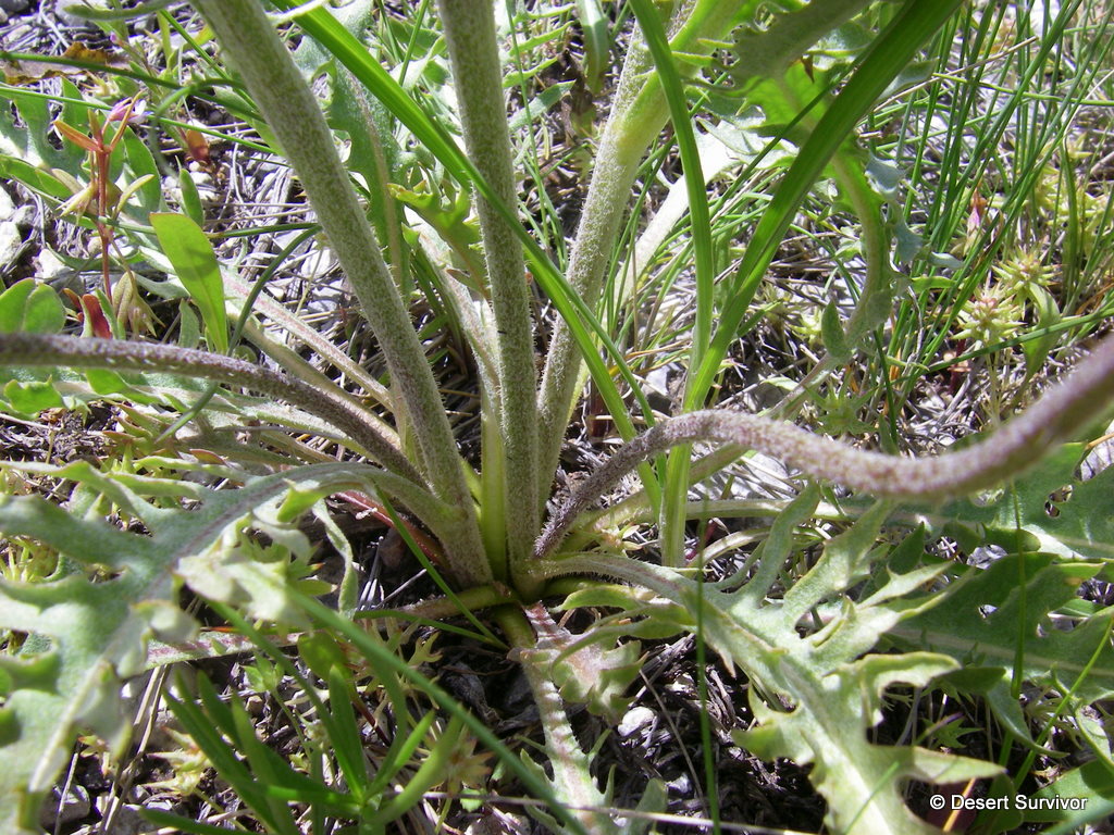 A Plant a Day: Modoc Hawksbead - Crepis modocensis