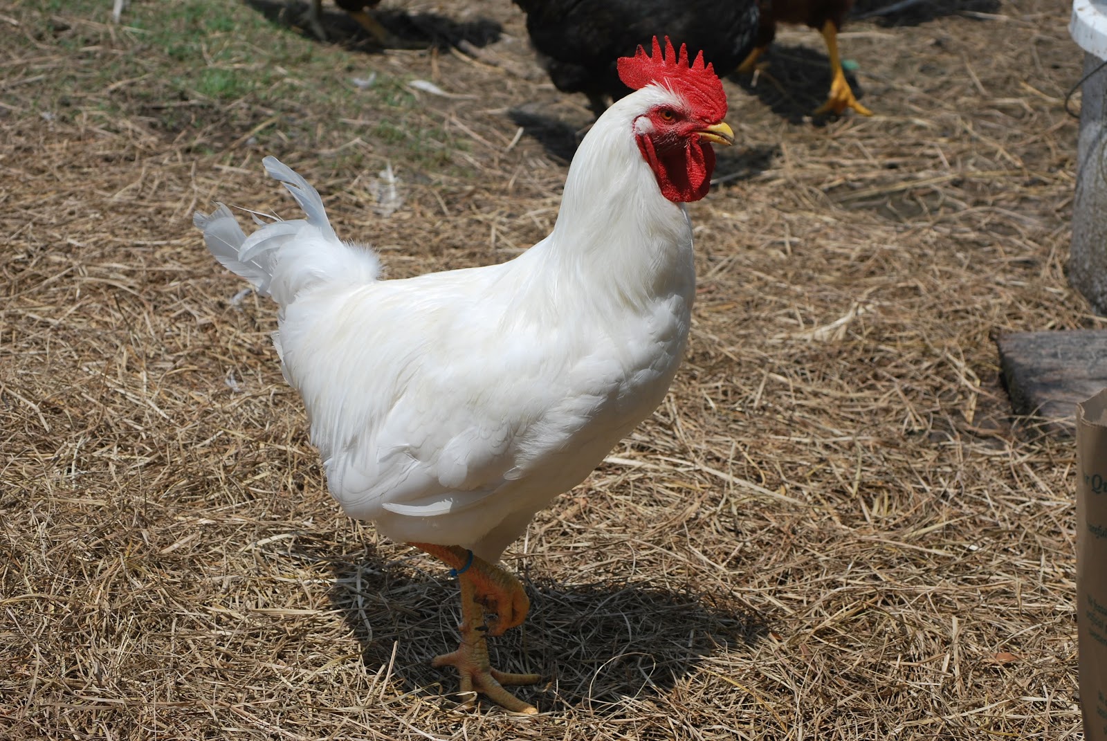 HighTail Farms: Broilers and broiling