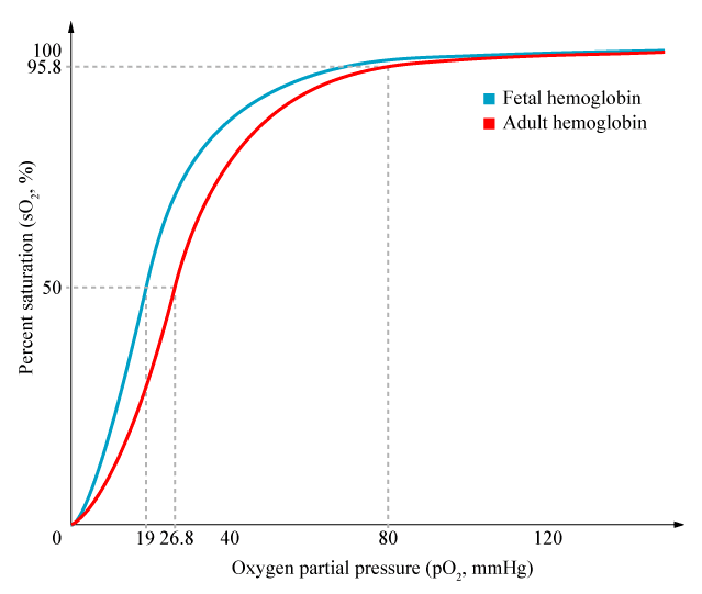 BIOLOGY: CHAPTER 7(b) - DISSOCIATION CURVE