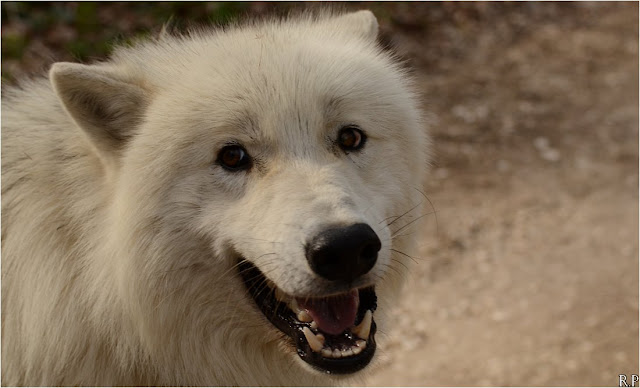 White Wolf : 17 Pictures Of Happiest Wolves Who Show The Best "Smiles"