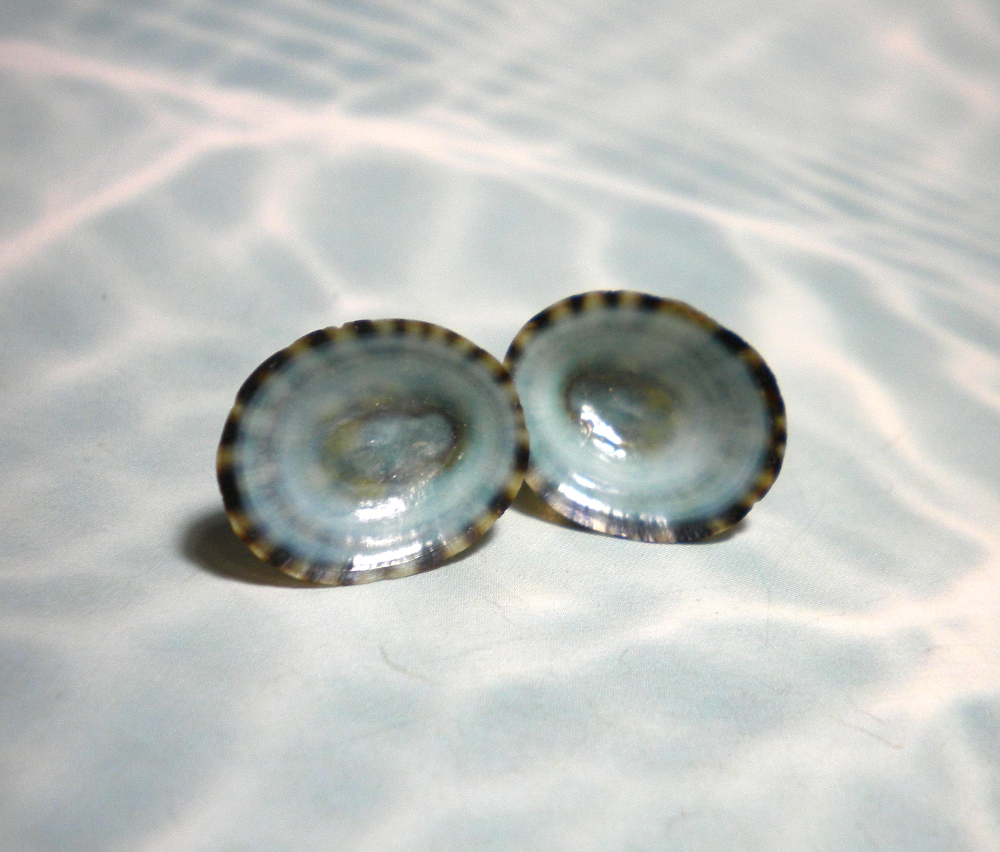 Del's Shells: New Seashell Earrings