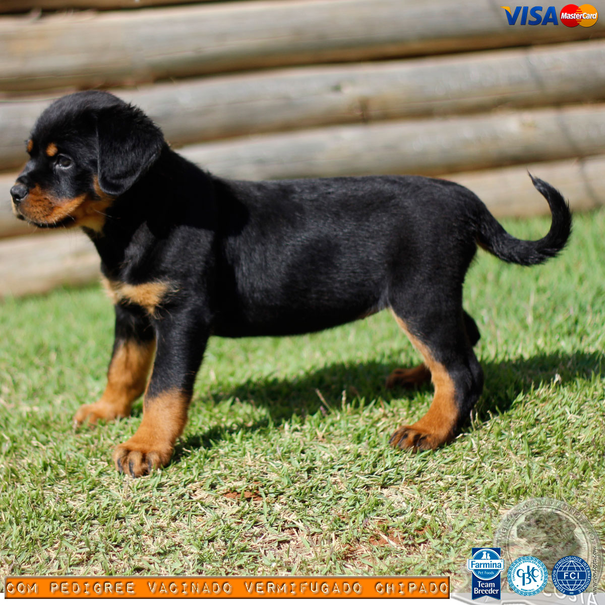 Filhotes de Rottweiler a venda - machos e fêmeas