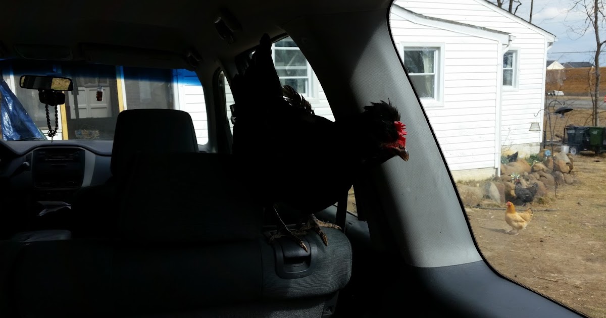 Our Journey: Chickens in a Car