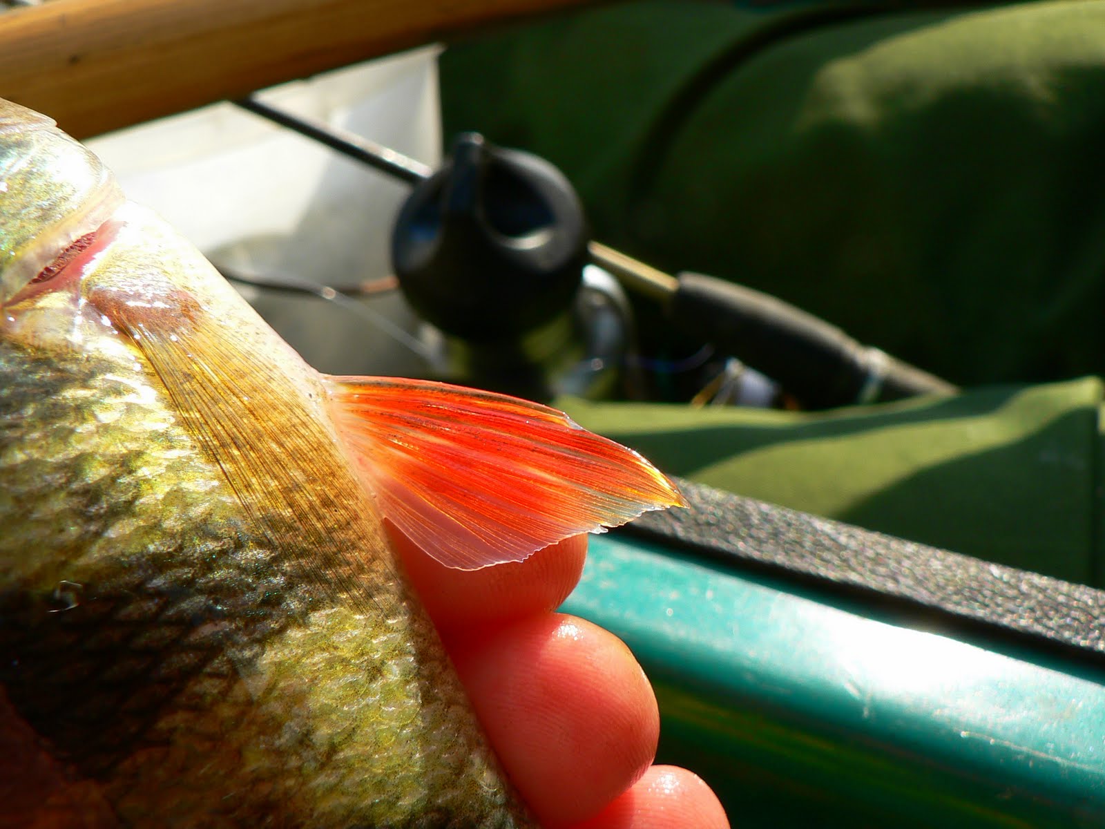 SwampThings: Fishing on the Chowan