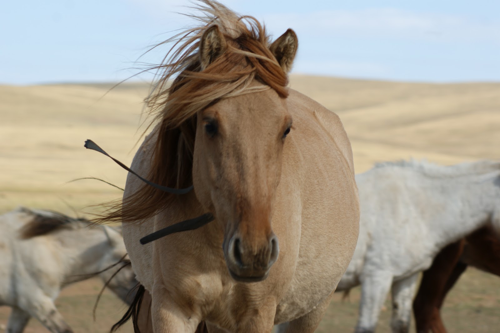 Off to Mongolia - Land of Blue Sky!: The Animals and Nomads of the ...