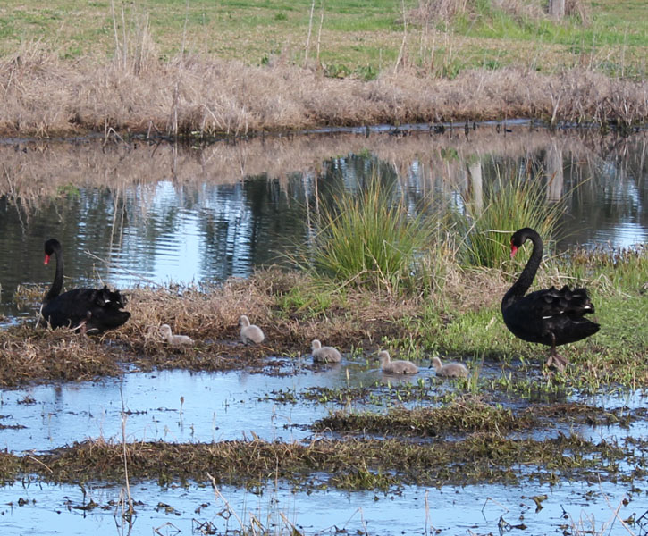 Kath Fries Studio: Bird life in the Wonga Wetlands