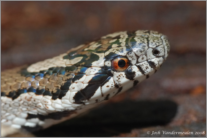 Explorations of an Ecologist: The snakes of Ontario - part 3