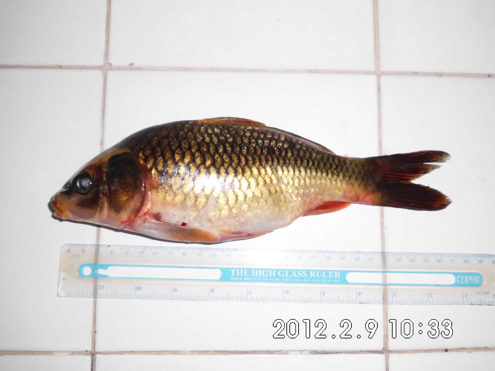 35+ Gambar Hewan Vertebrata Kelas Pisces