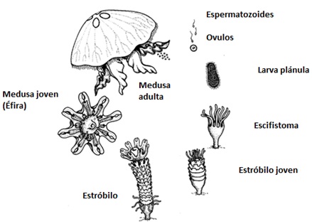 The Environmentalist Journal: PRÁCTICA 5. RADIATA. FILO PORÍFEROS. FILO ...