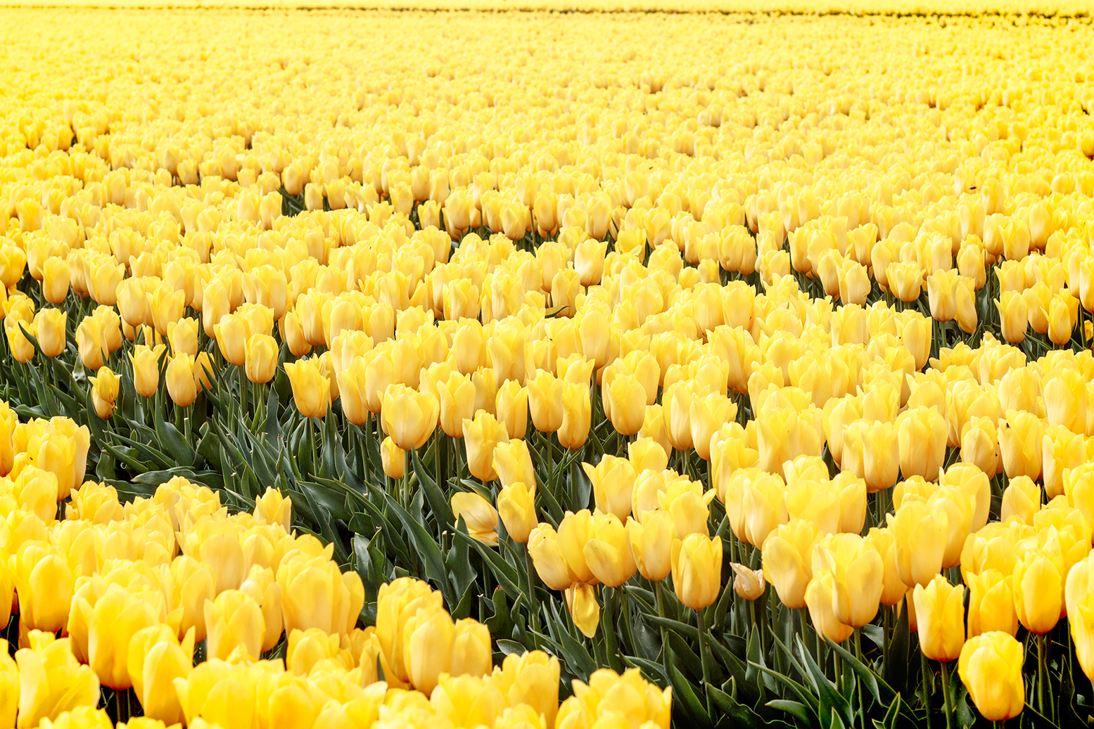 WEEKEND VIBES | TULIP FESTIVAL | Wit Konijn