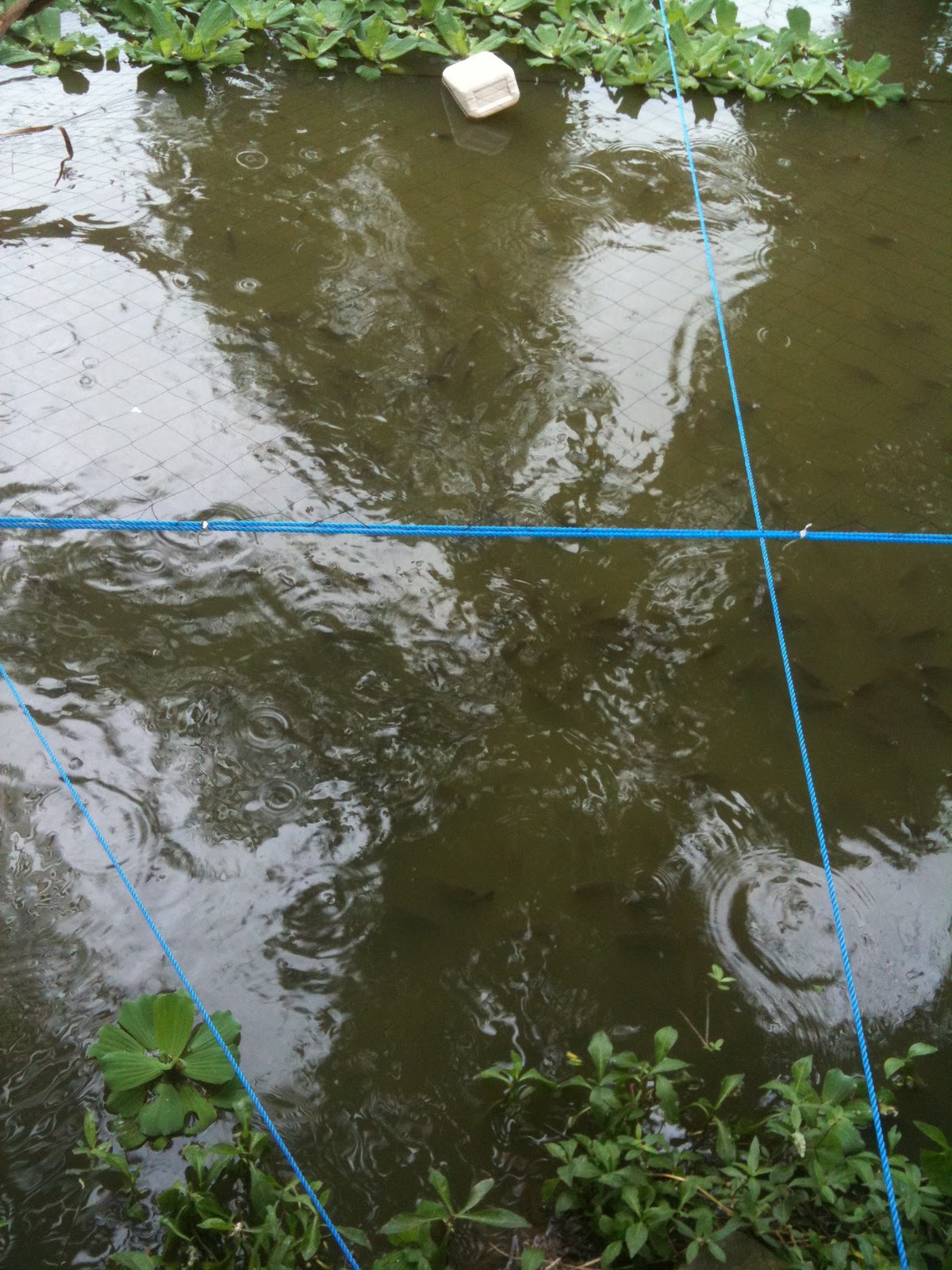 ---Swiftlets-Zone.Blogspot.Com----: Pertanian Itu Perniagaan : Ikan ...