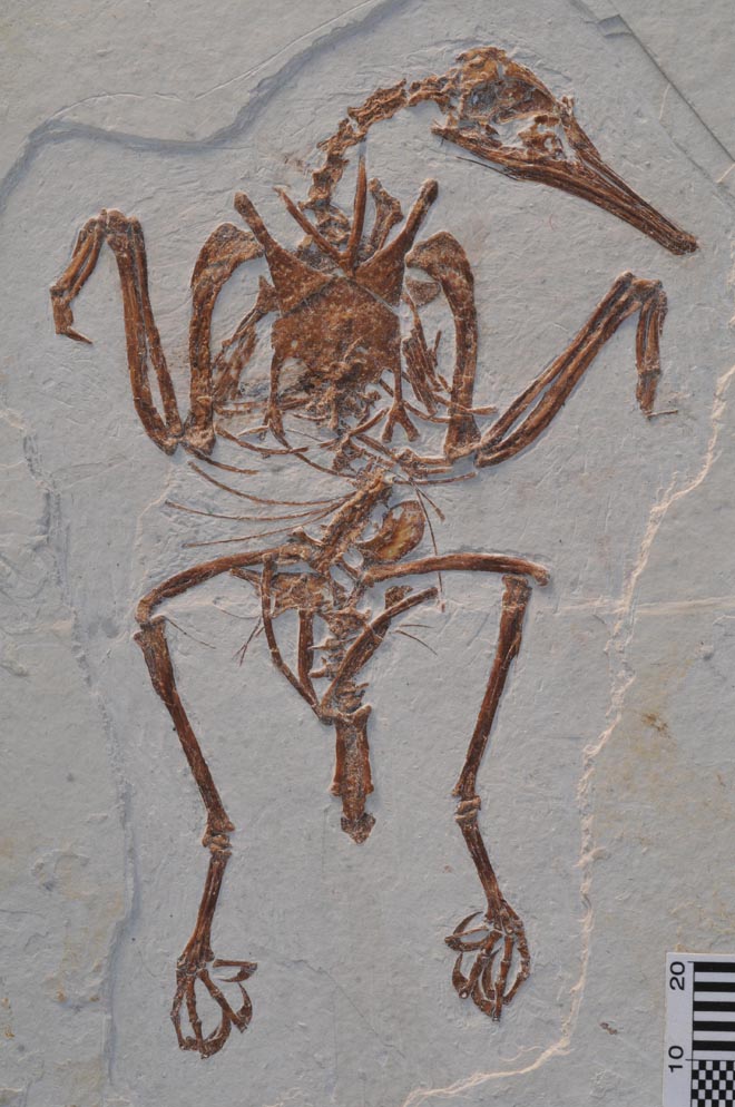 Paleobirding:What Birds Looked Like 125 Million Years Ago