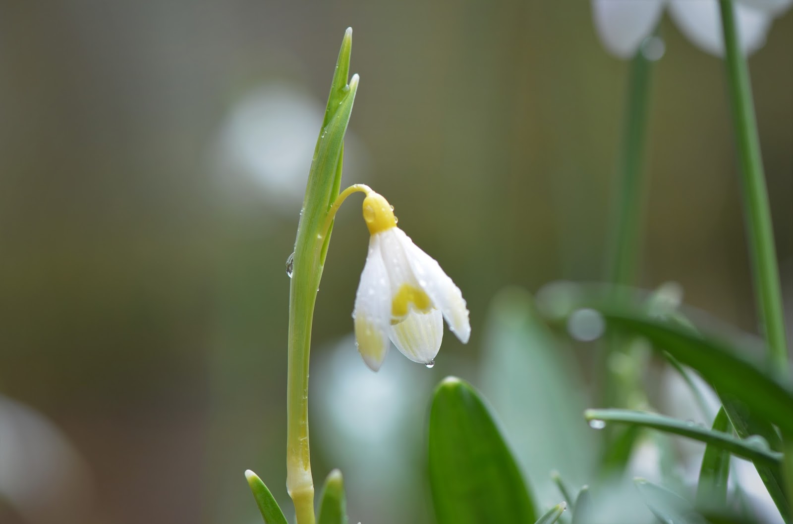 Galanthus : Yellow Snowdrops in the Rain