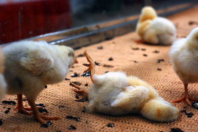 Poultry: Early Chick Mortality