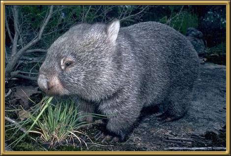 Curiosidade Animal: Vombati