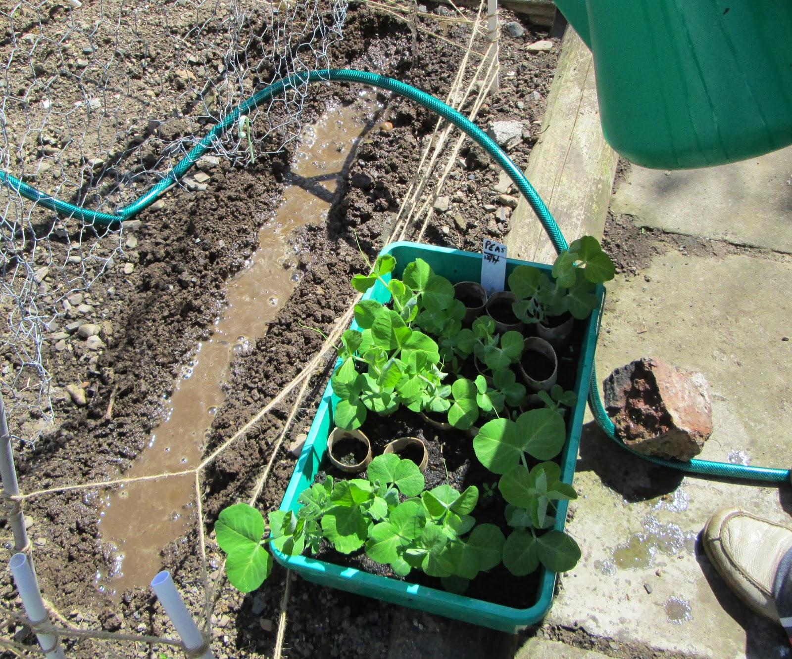 Vegetable Garden Tips : How to Grow Peas in a Small Garden